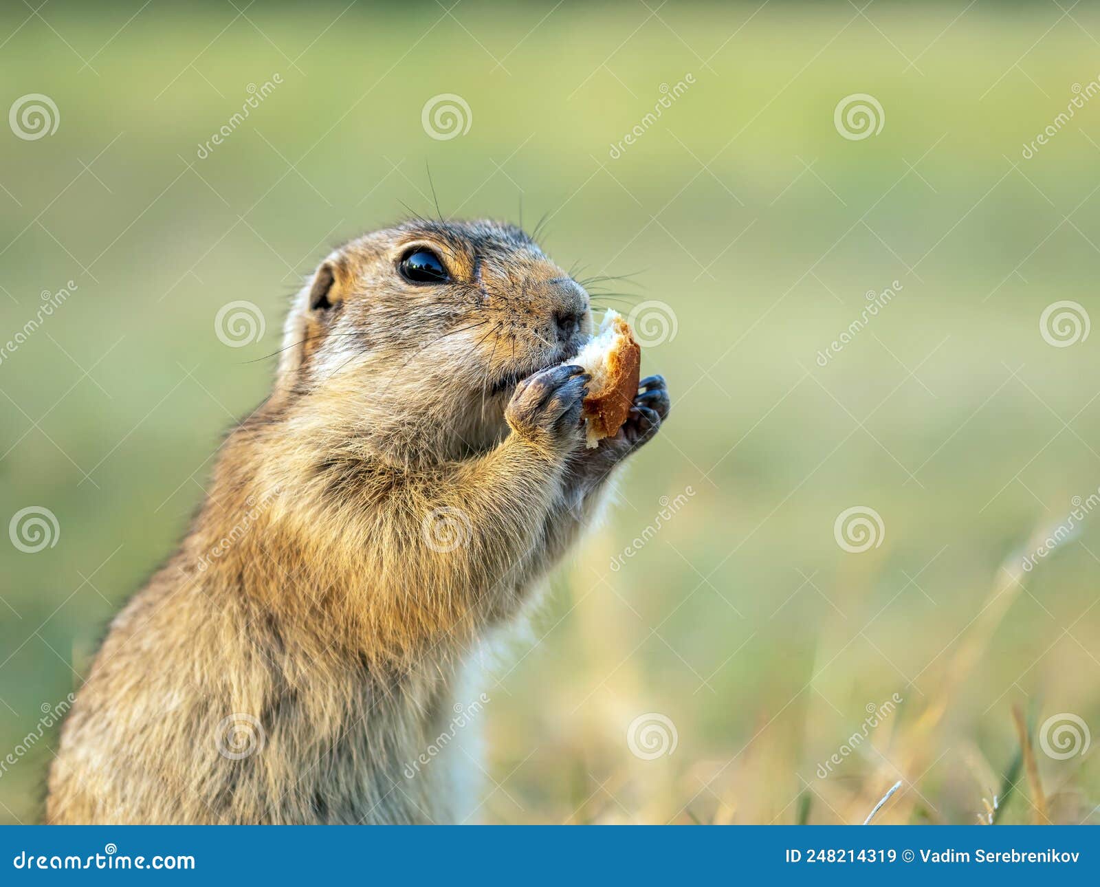 A Gopher on the Lawn Holds a Piece of Baguette in Its Paws. Close-up ...