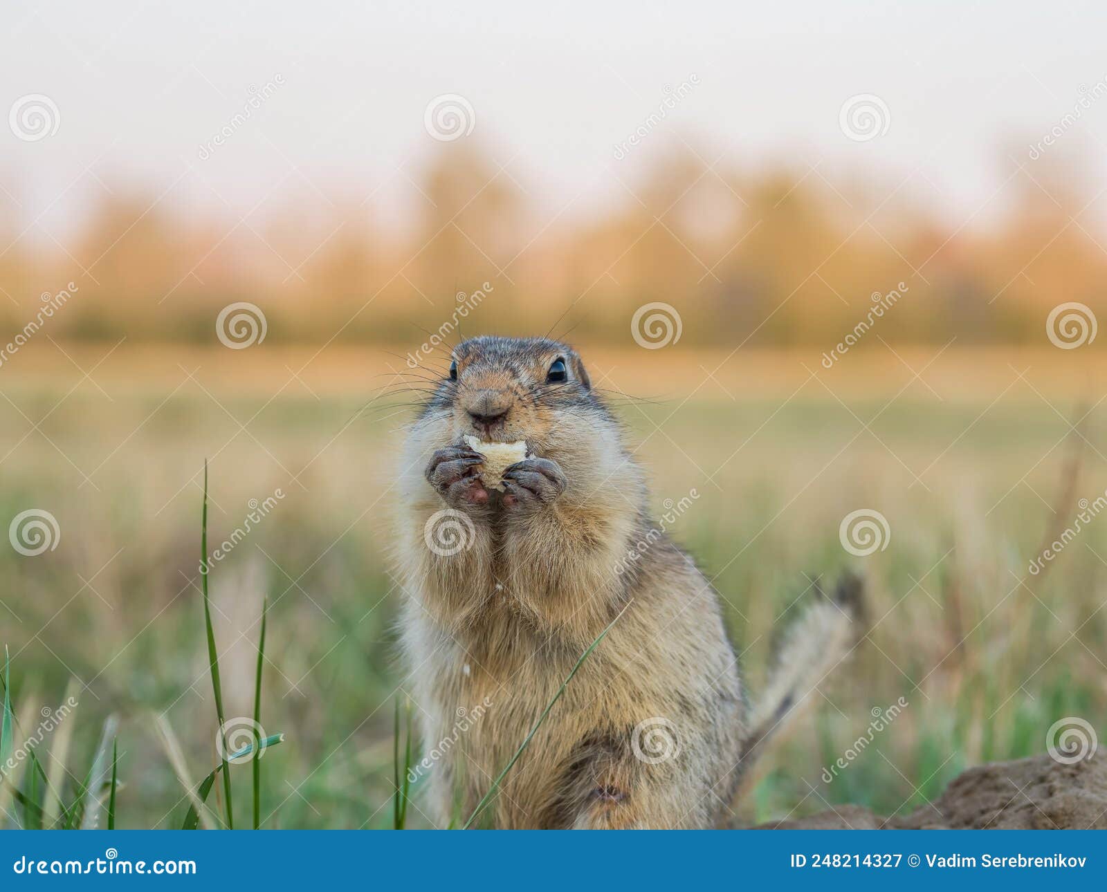 A Gopher on the Lawn Holds a Piece of Baguette in Its Paws. Close-up ...