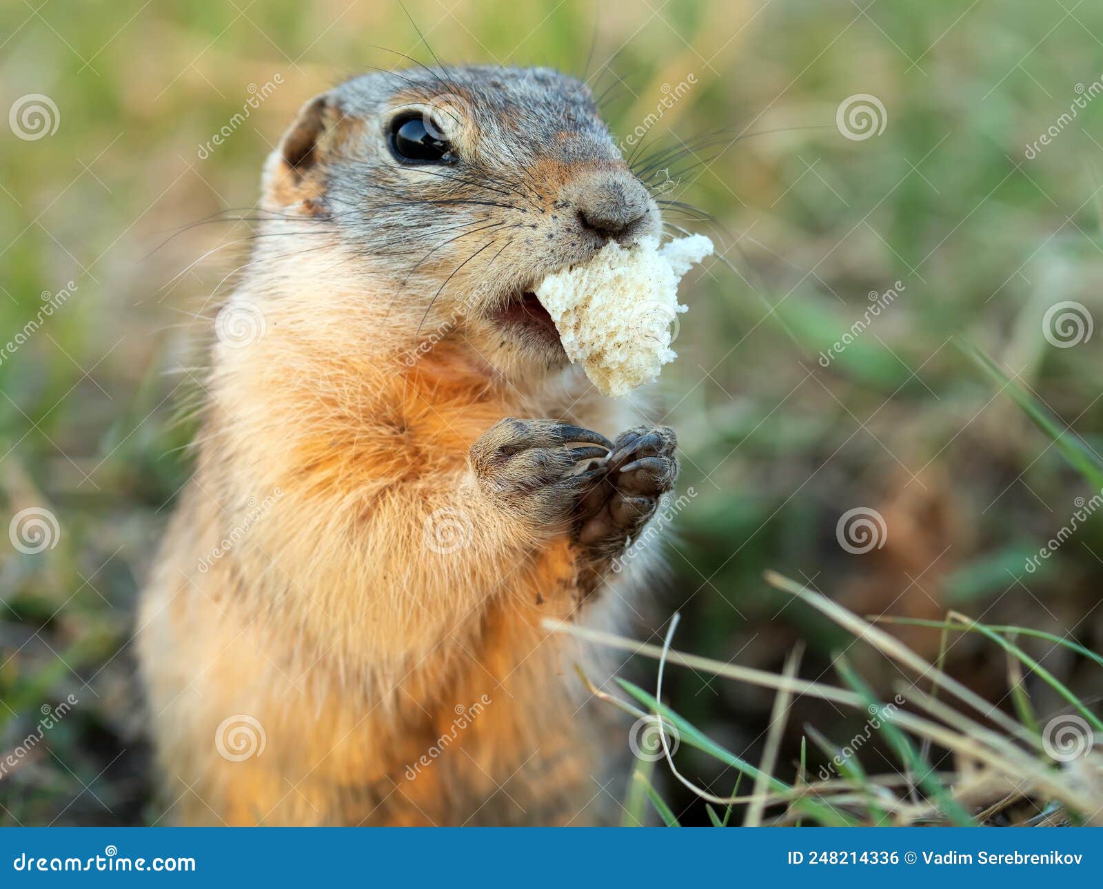 A Gopher on the Lawn Holds a Piece of Baguette in Its Paws. Close-up ...