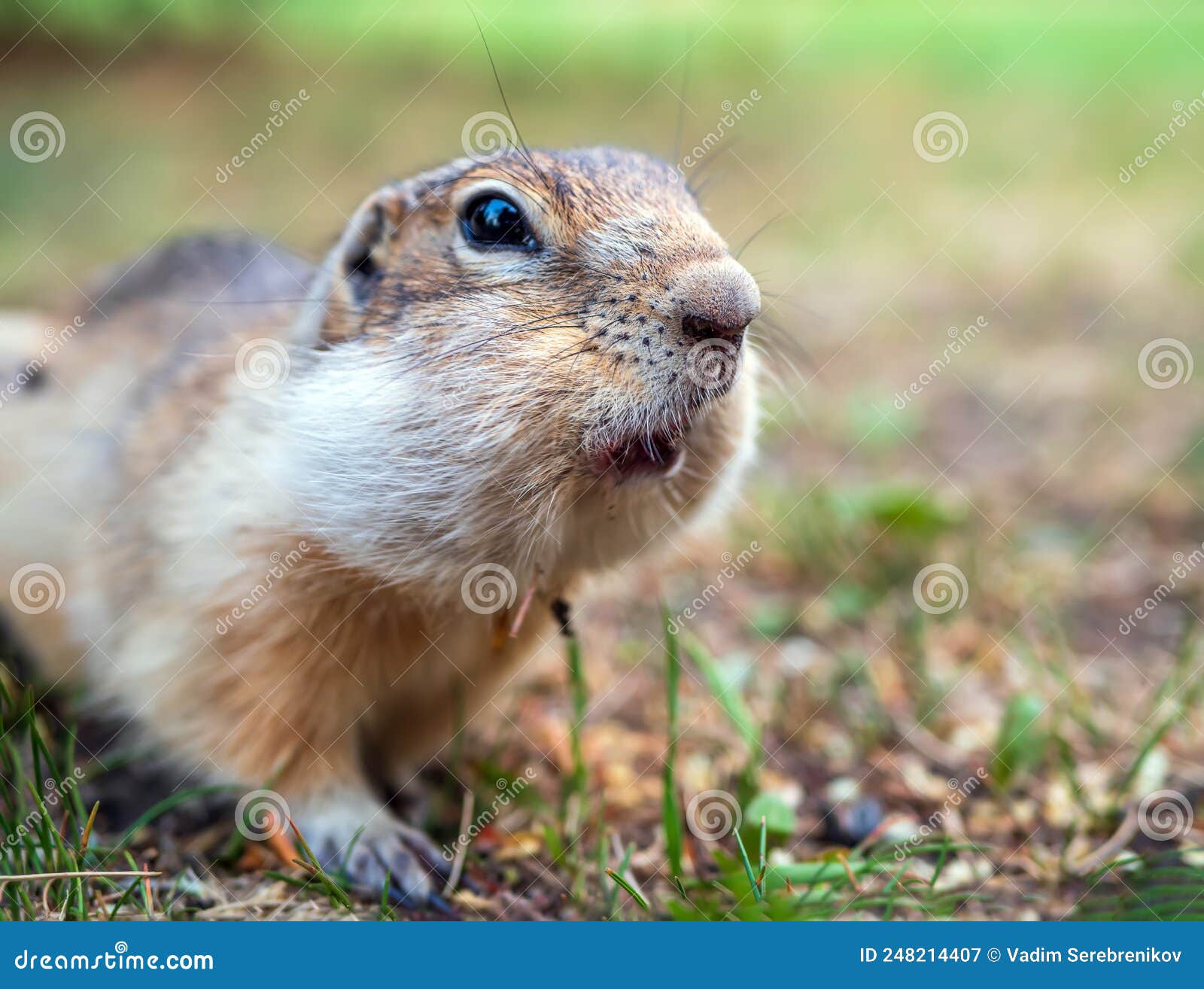 Gopher on the Lawn is Opening His Mouth Stock Image - Image of animals ...