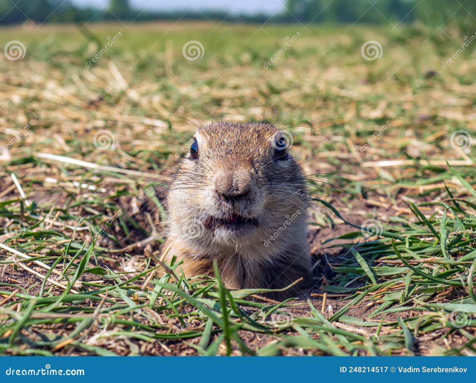 Gopher on the Lawn is Peeking Out of His Hole. Close-up Stock Image ...