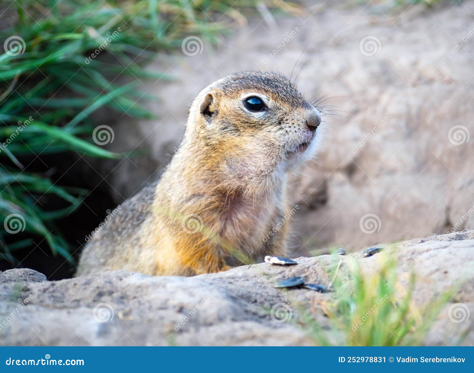 Gopher on the Lawn is Peeking Out of His Hole. Close-up Stock Image ...