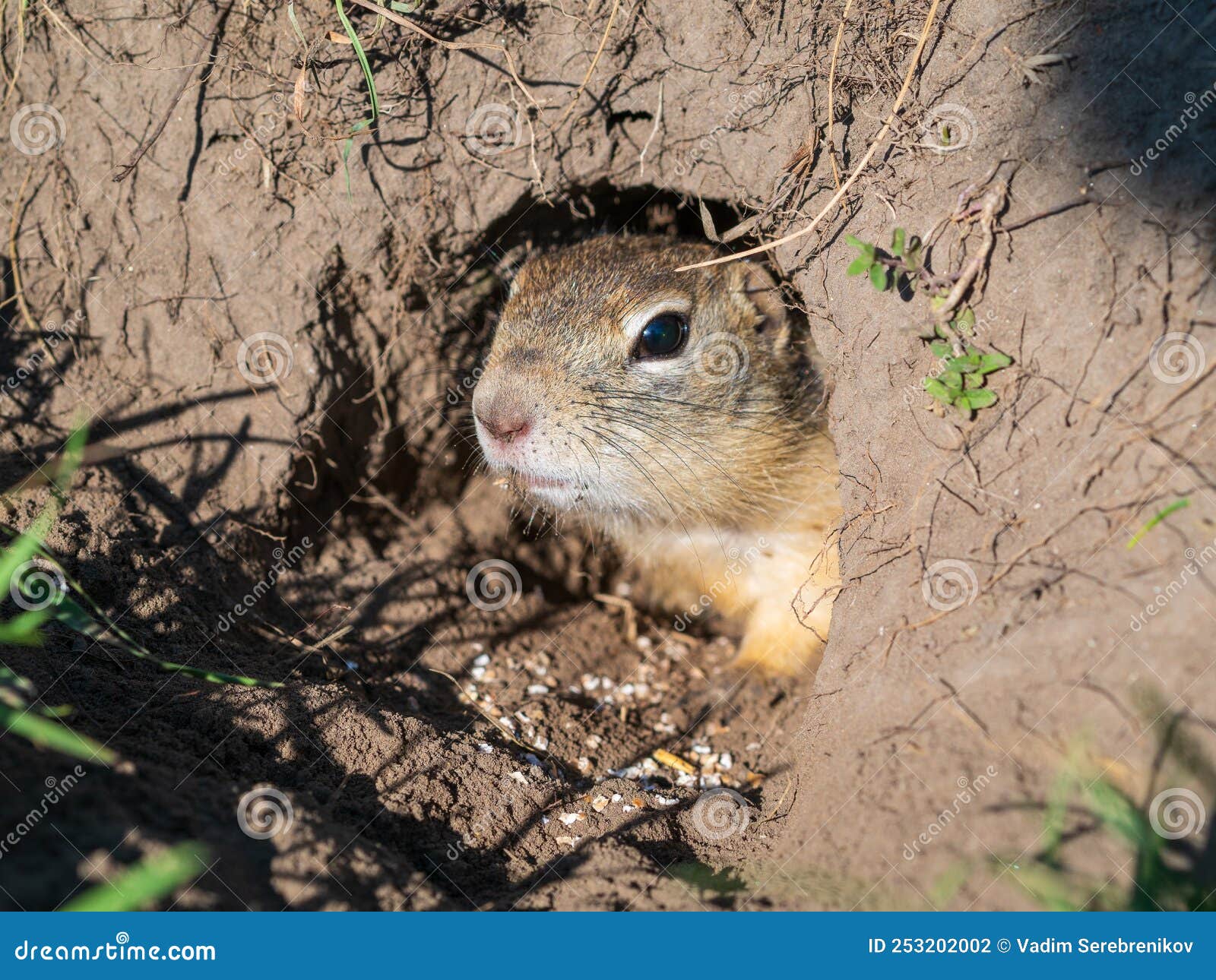 Gopher on the Lawn is Sticking Its Head Out of Its Hole Stock Photo ...