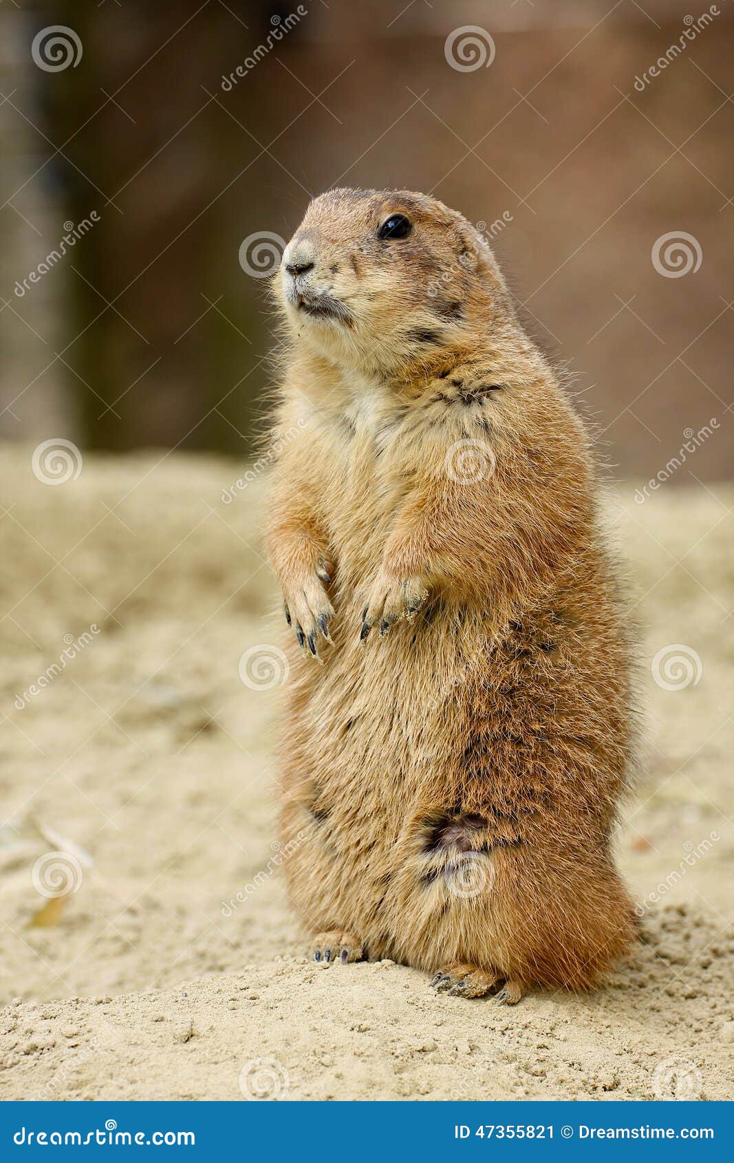 Gopher looking around stock image. Image of vertical - 47355821
