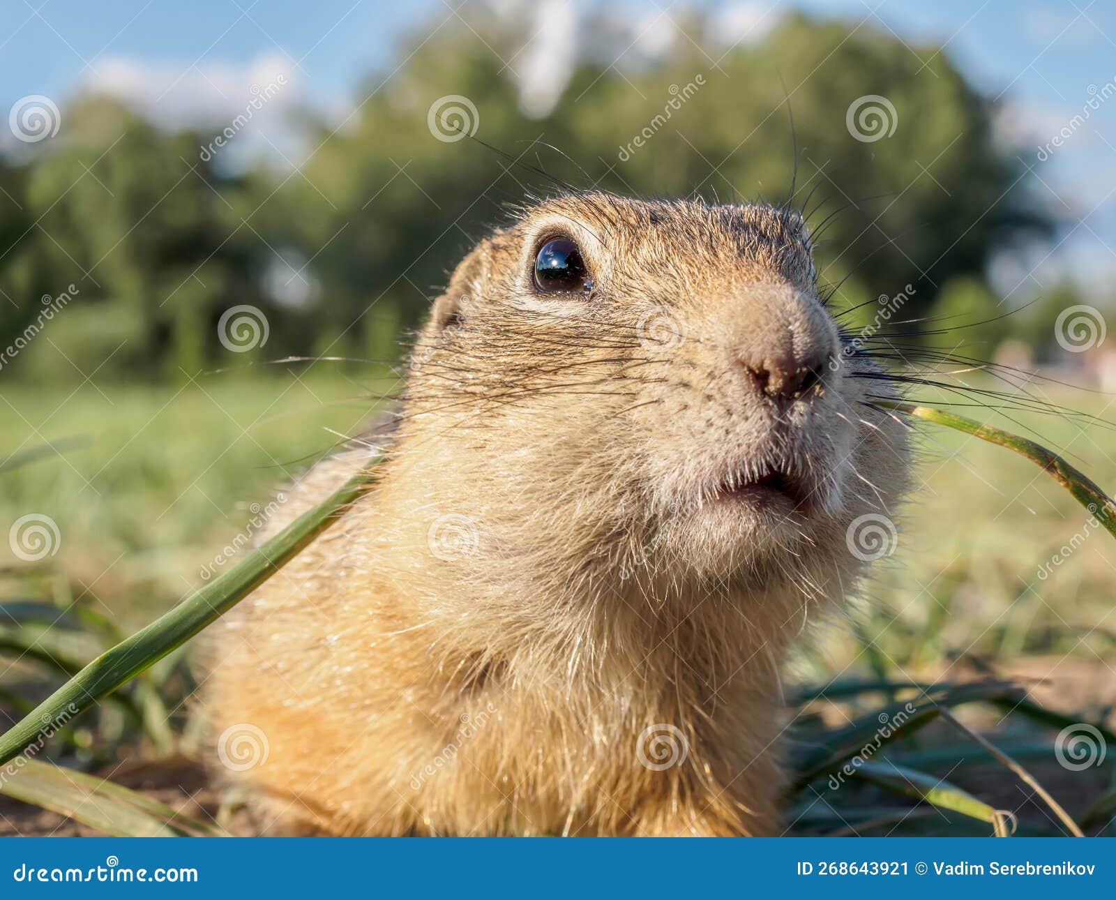 A Gopher is Looking at Camera in a Grassy Meadow. Close-up Stock Image ...