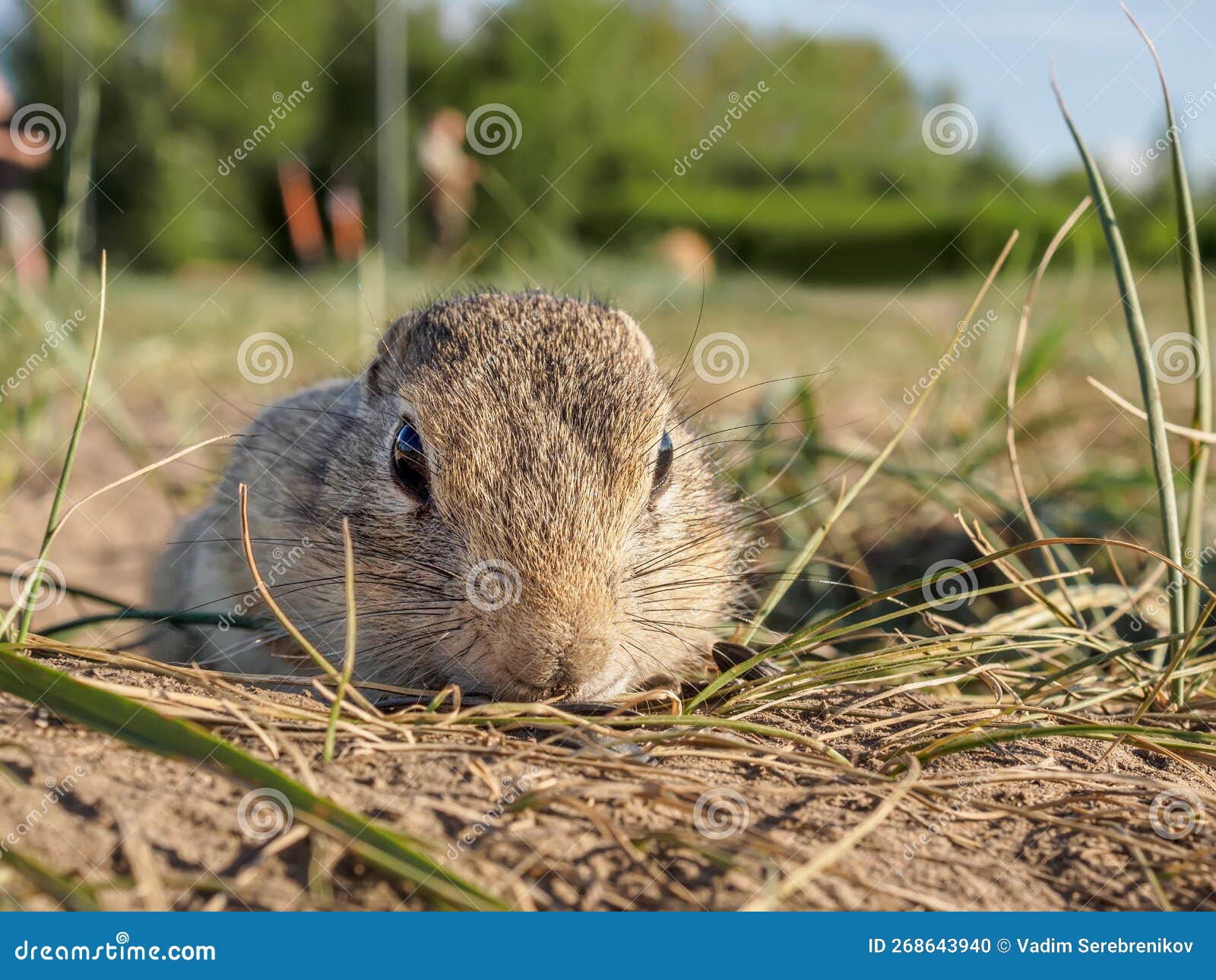 A Gopher is Looking at Camera in a Grassy Meadow. Close-up Stock Photo ...