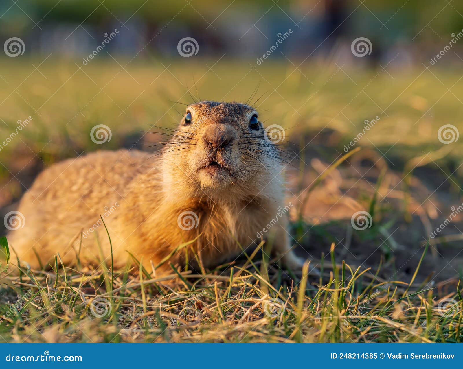 Gopher is Looking at Camera in the Lawn. Portrait, Close-up Stock Image ...