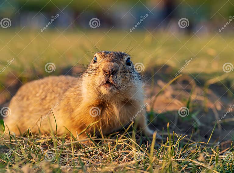 Gopher is Looking at Camera in the Lawn. Portrait, Close-up Stock Image ...