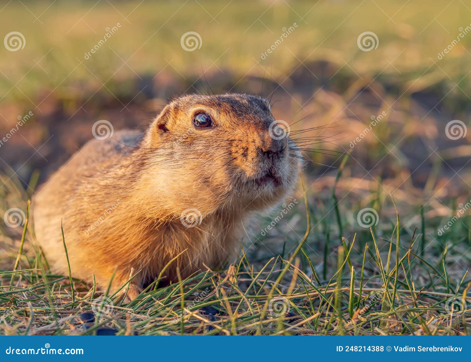 Gopher is Looking at Camera in the Lawn. Portrait, Close-up Stock Photo ...