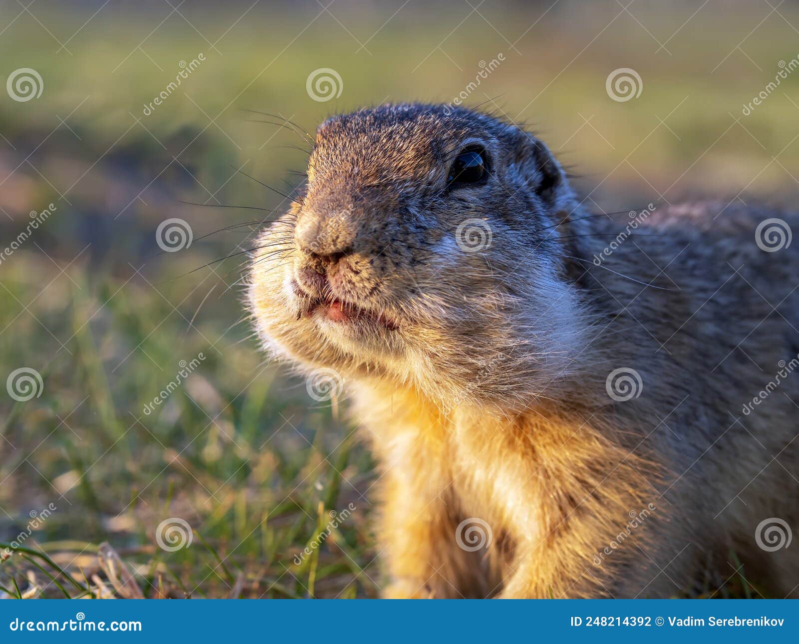 Gopher is Looking at Camera in the Lawn. Portrait, Close-up Stock Photo ...