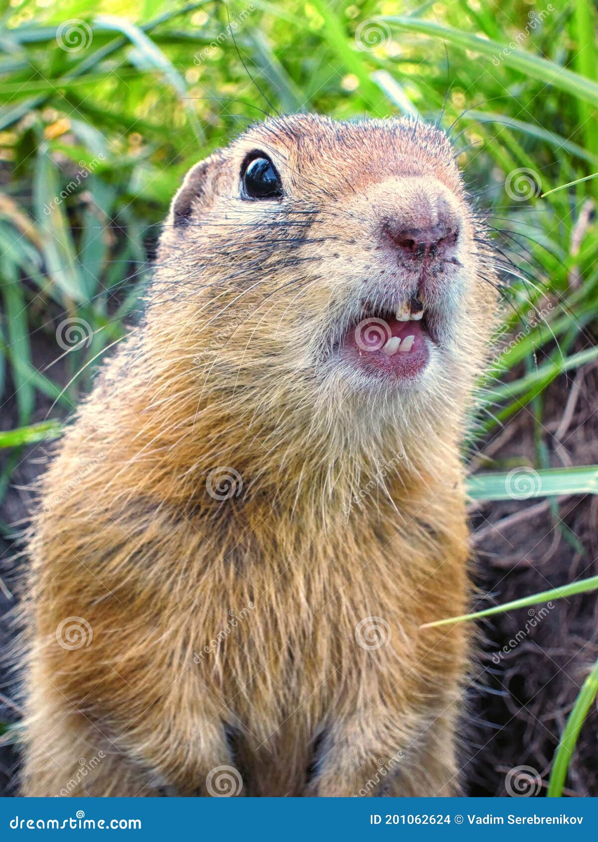 A Gopher Looking for a Feeding Stock Photo - Image of brown, nature ...