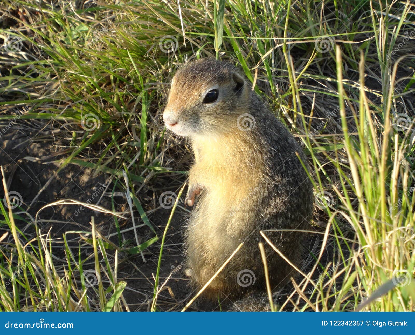 Gopher is looking for food stock image. Image of brown - 122342367