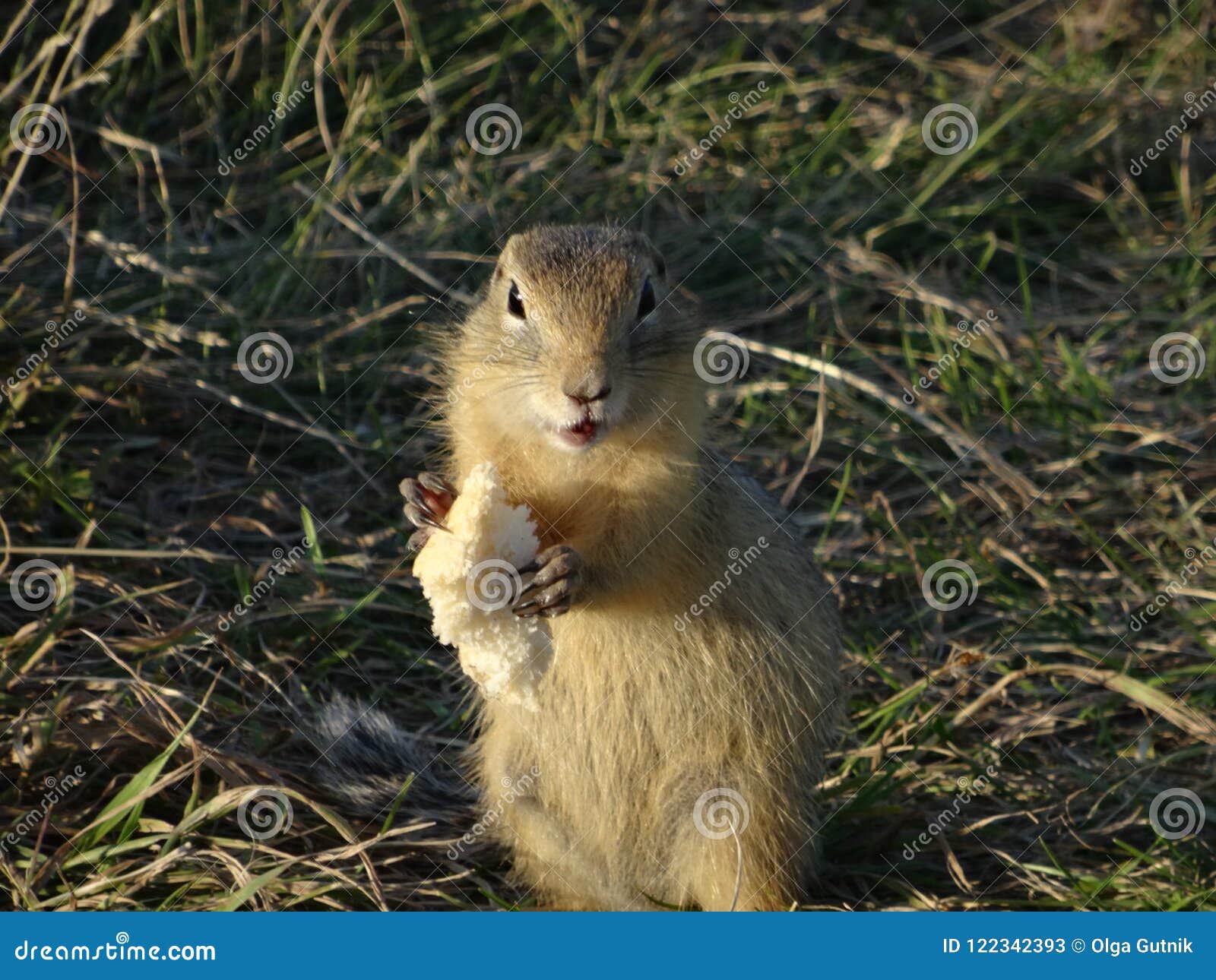 Gopher is looking for food stock image. Image of gray - 122342393
