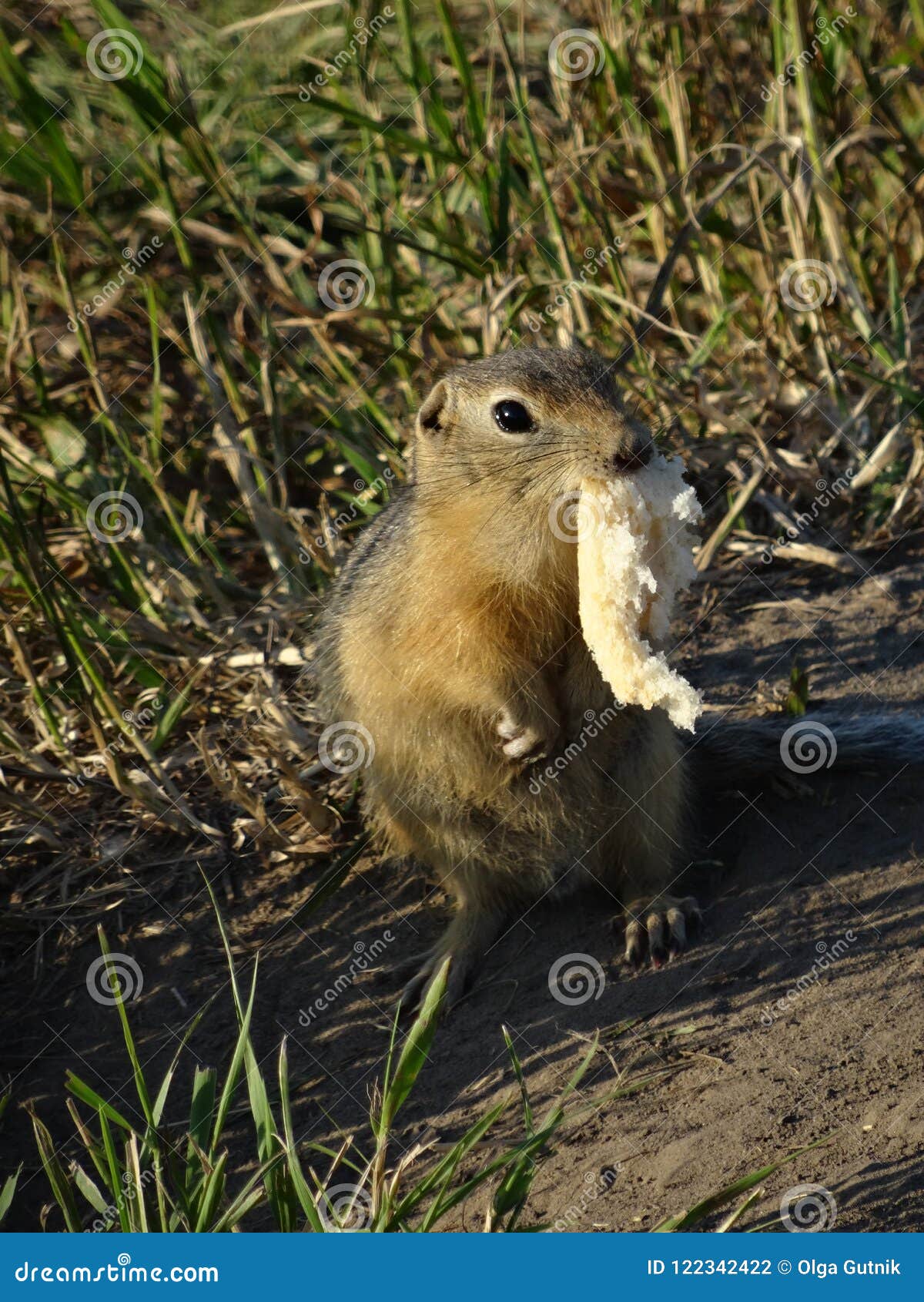 Gopher is looking for food stock photo. Image of stand - 122342422