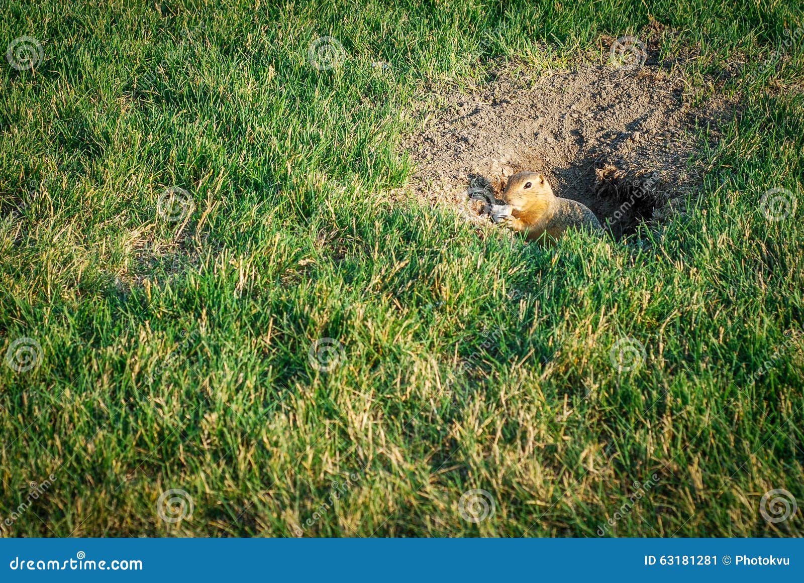 Gopher stock image. Image of brown, dirt, danger, prairie - 63181281