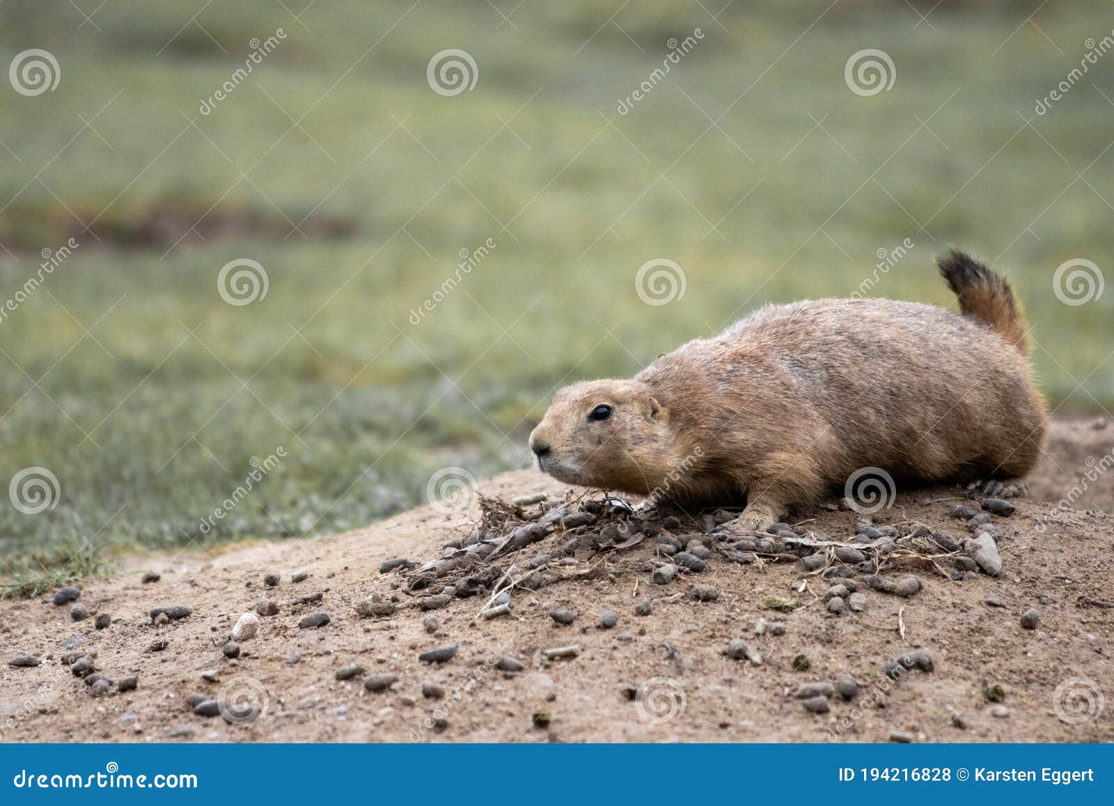Gopher Looks Shyly Out of His Den Stock Photo - Image of guard, green ...