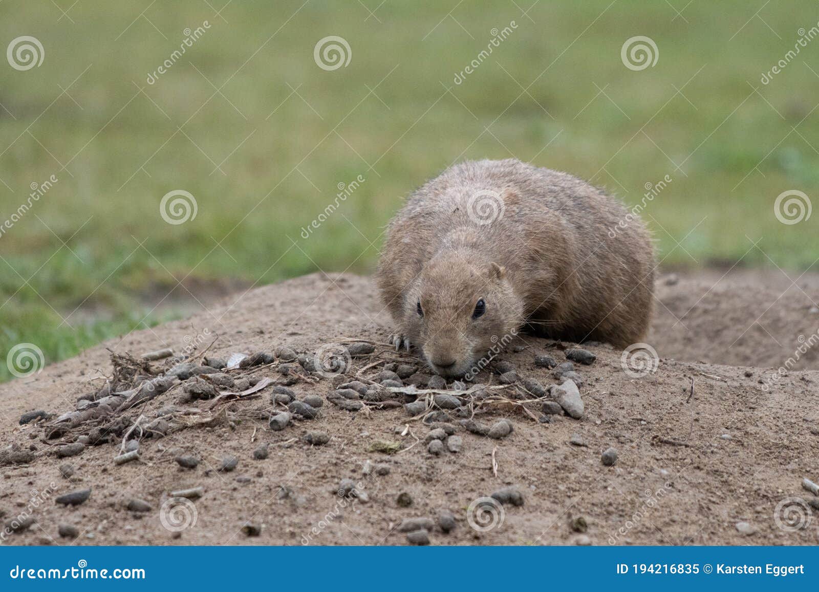 Gopher Looks Shyly Out of His Den Stock Image - Image of nature ...