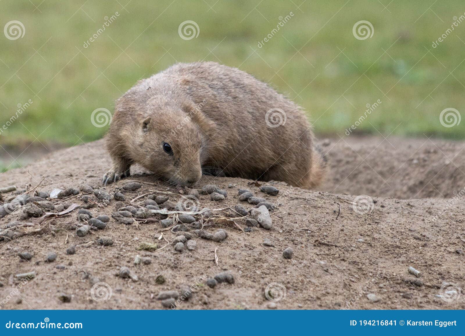 Gopher Looks Shyly Out of His Den Stock Image - Image of ground ...