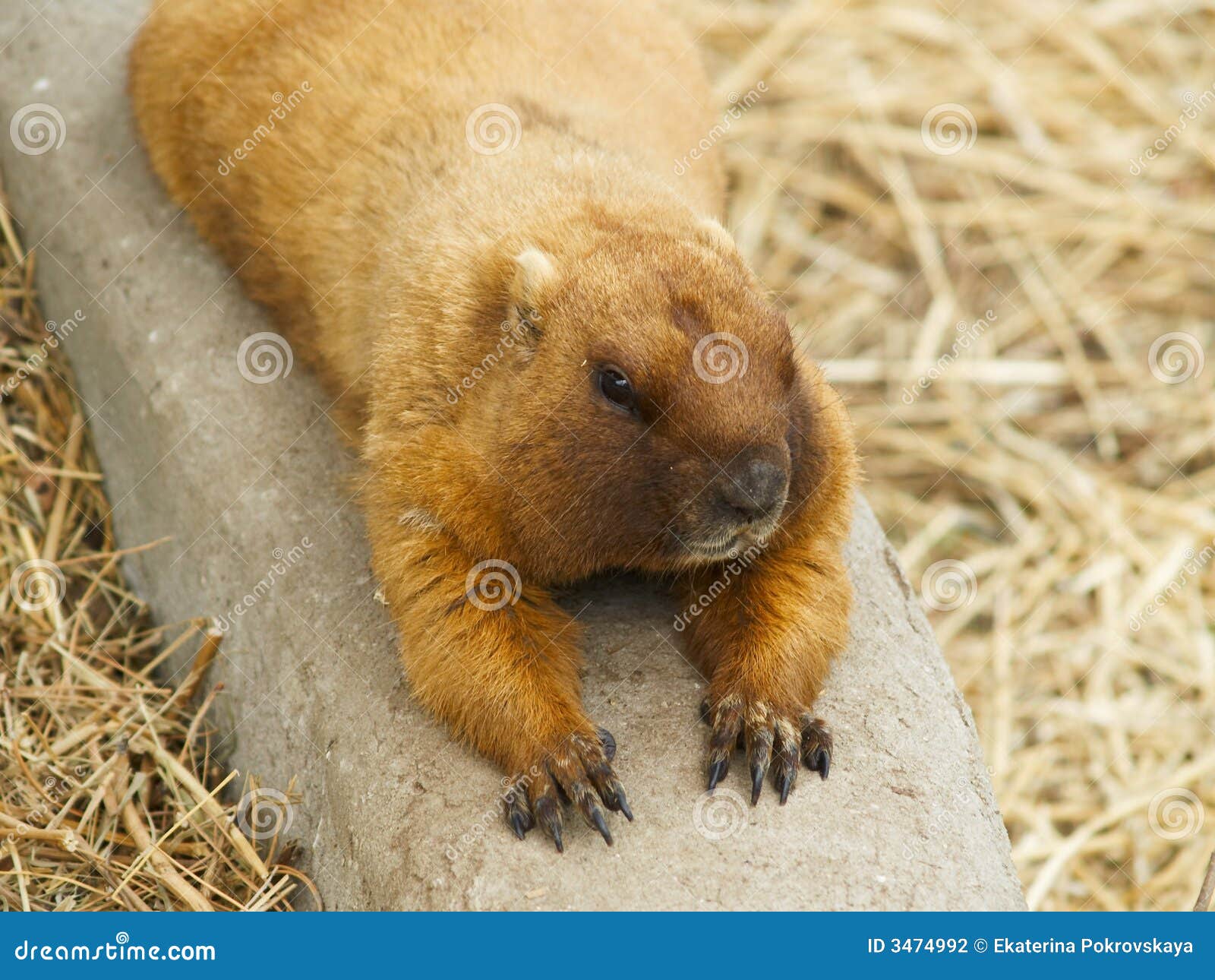 Gopher Lying Ground Photos - Free & Royalty-Free Stock Photos from ...