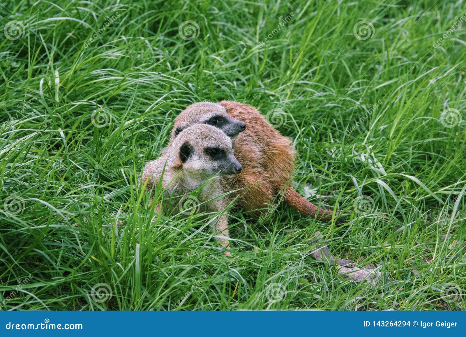 Gopher Mating Games in Thick Green Grass, Stock Photo - Image of ...