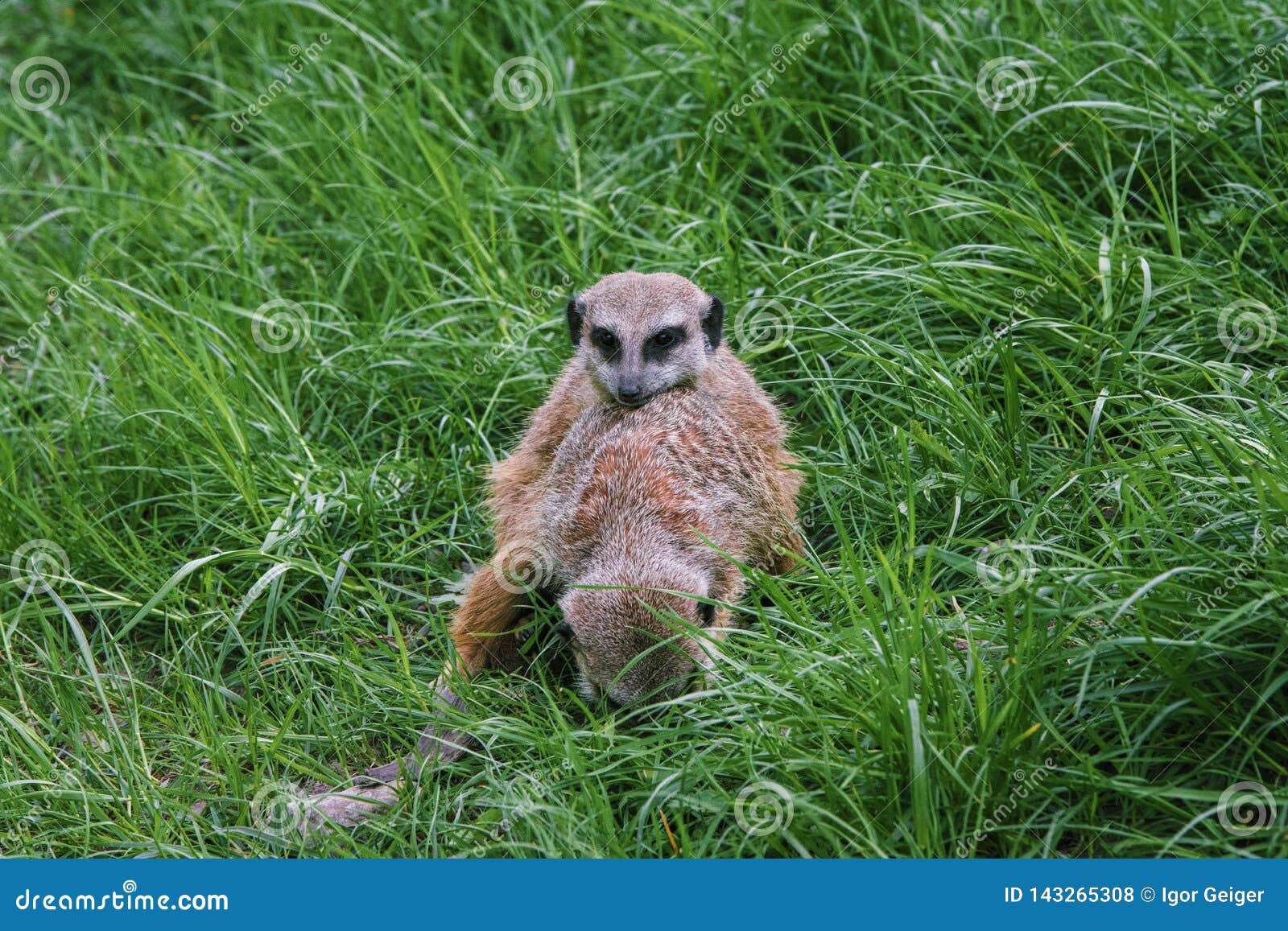 Gopher Mating Games in Thick Green Grass. Stock Photo - Image of games ...