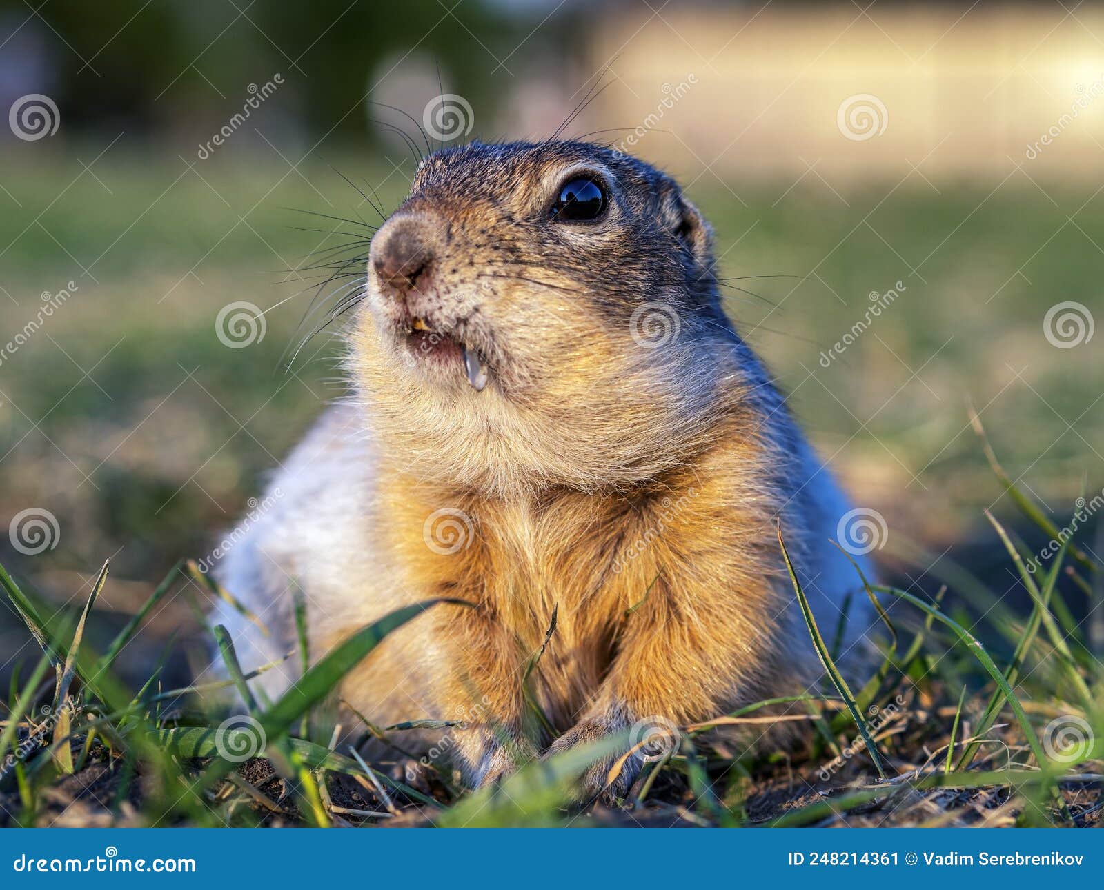 Gopher is Peeking Out of a Hole in the Lawn. Portrait, Close-up Stock ...