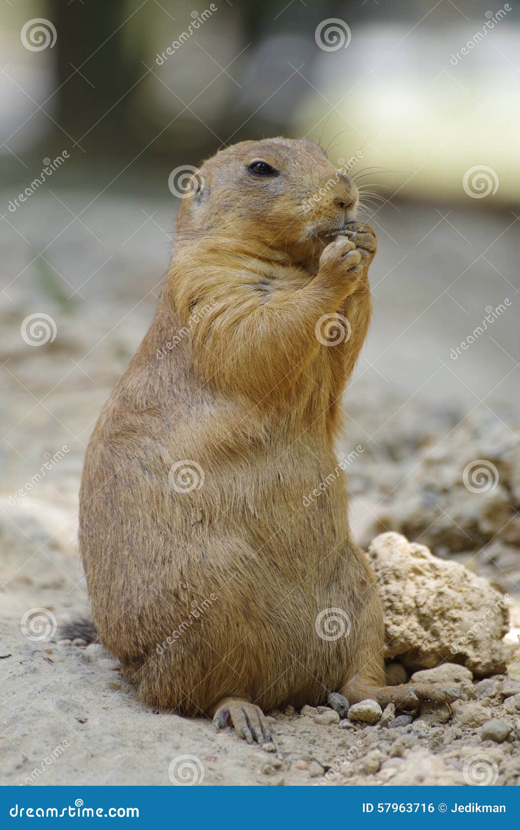 Gopher stock photo. Image of close, georgia, national - 57963716