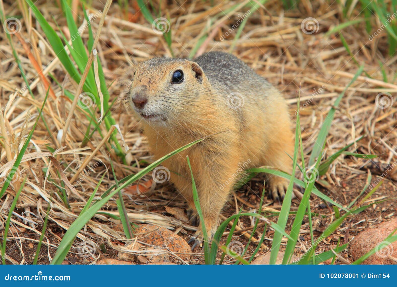 Gopher stock image. Image of nose, feet, eating, brown - 102078091