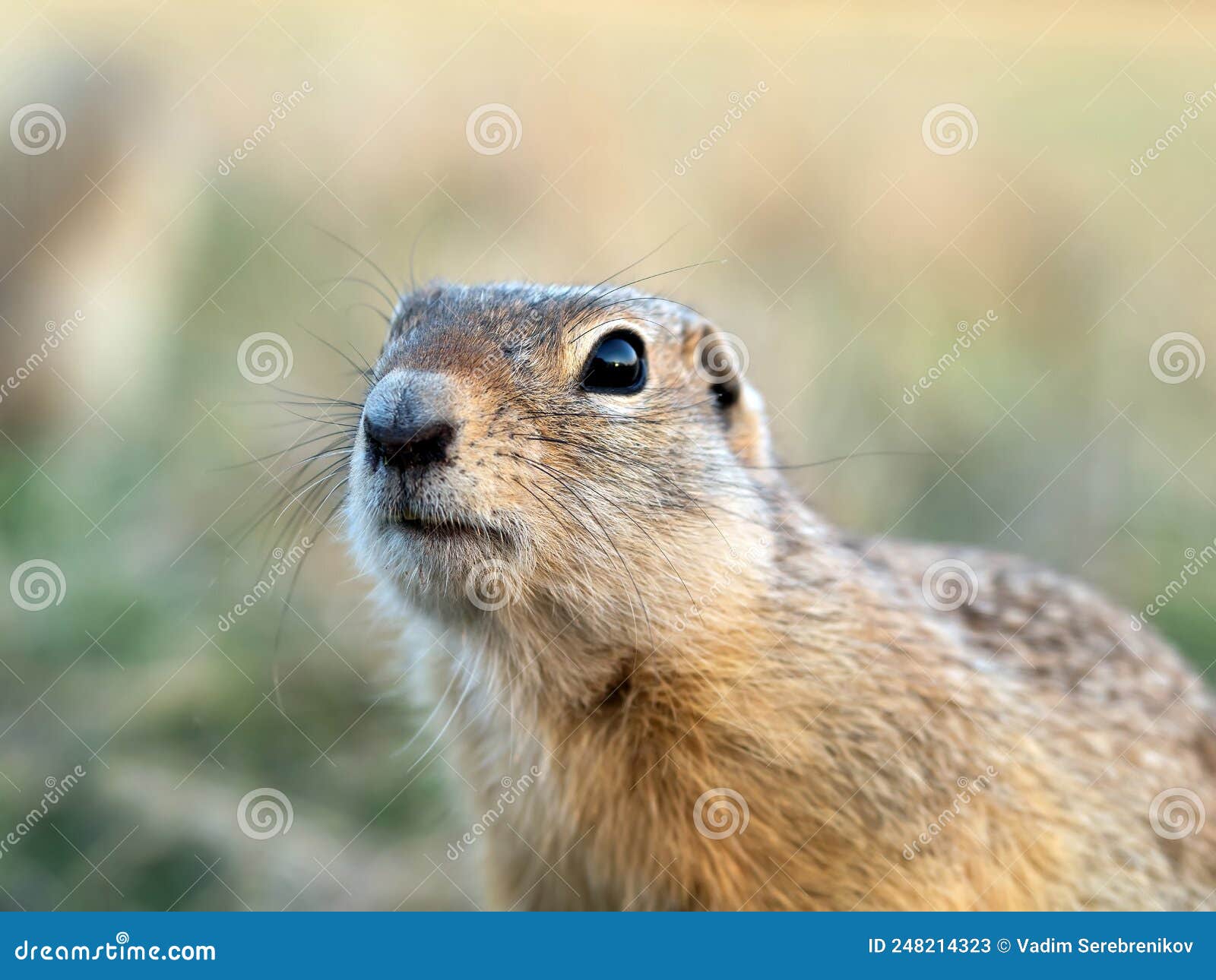 Gopher Portrait on the Lawn. Close-up Stock Image - Image of ground ...