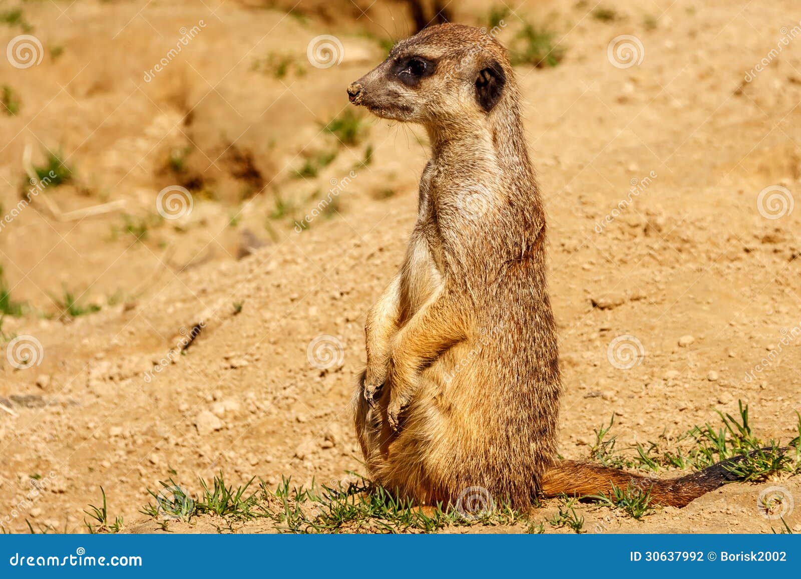 Merkat stock photo. Image of dunes, colors, merkat, wildlife - 30637992