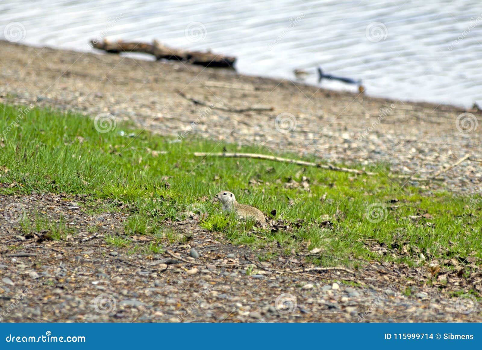 Gopher on the river Bank stock photo. Image of animal - 115999714