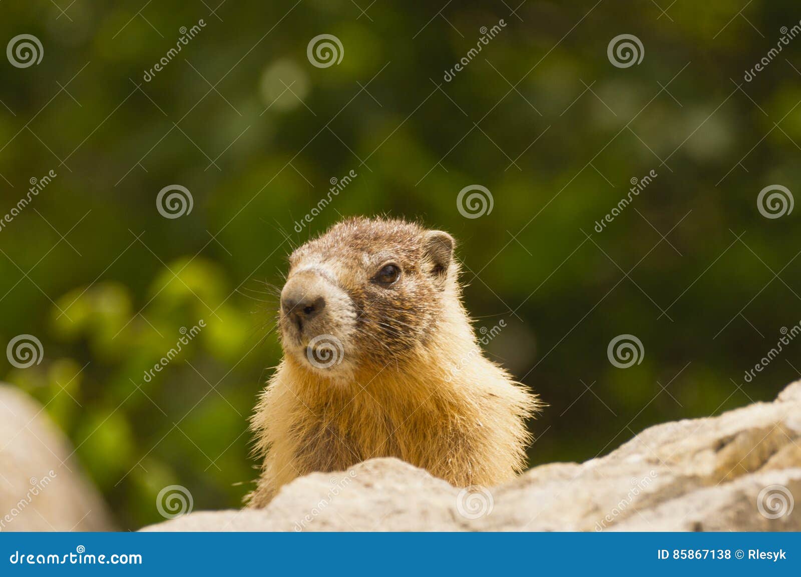 Gopher on rock stock photo. Image of rocks, closeup, brown - 85867138