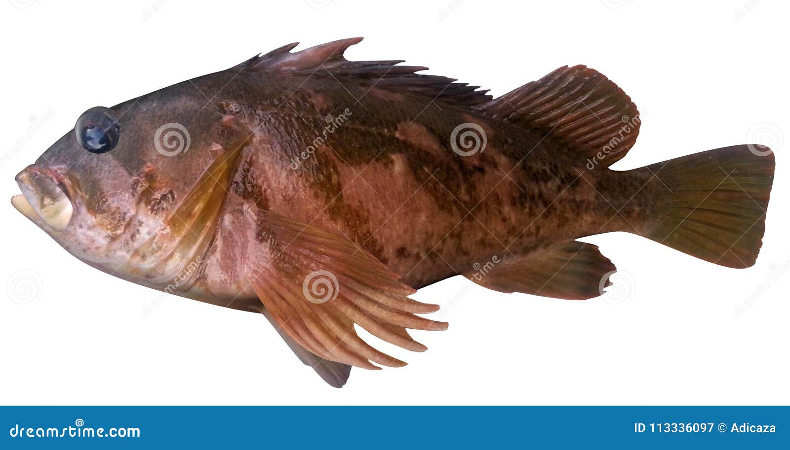 Gopher Rockfish stock image. Image of rockfish, black - 113336097