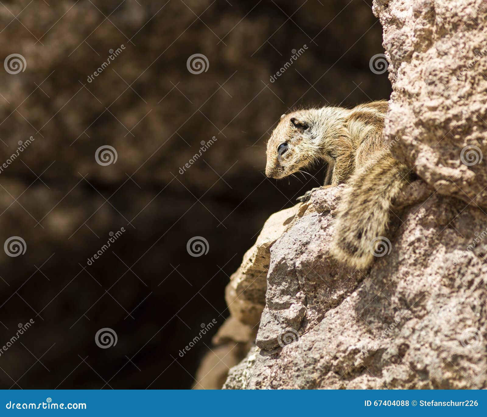 Gopher between rocks stock photo. Image of gopher, nature - 67404088