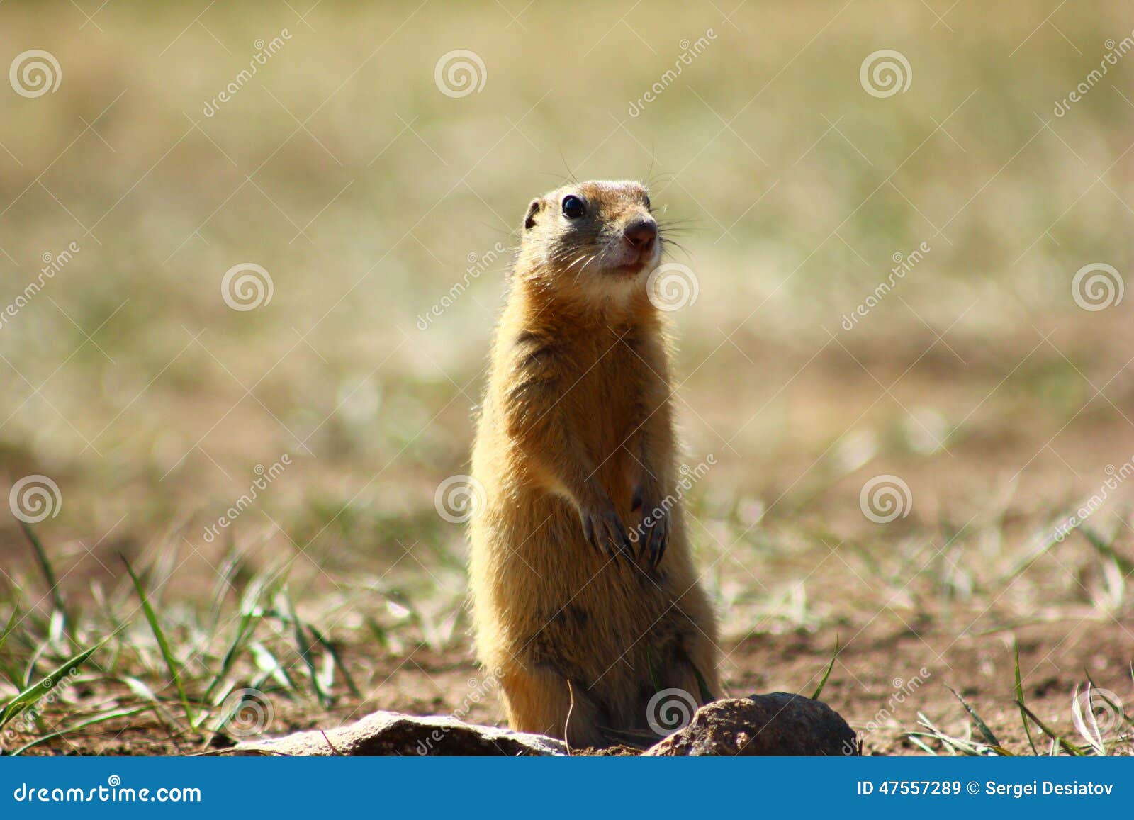 Gopher stock image. Image of animal, outdoor, nature - 47557289