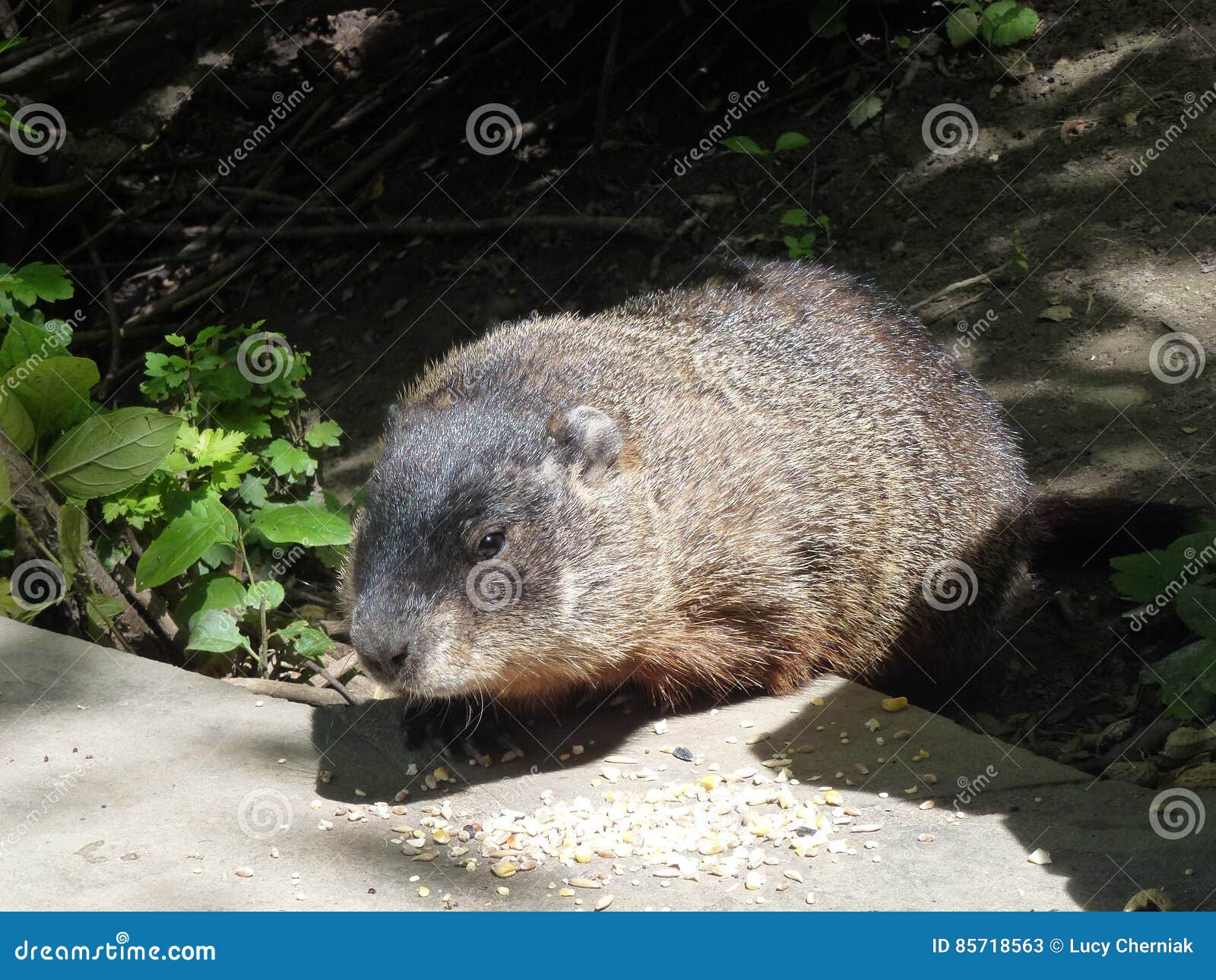 Gopher stock image. Image of animal, nature, seed, wildlife - 85718563