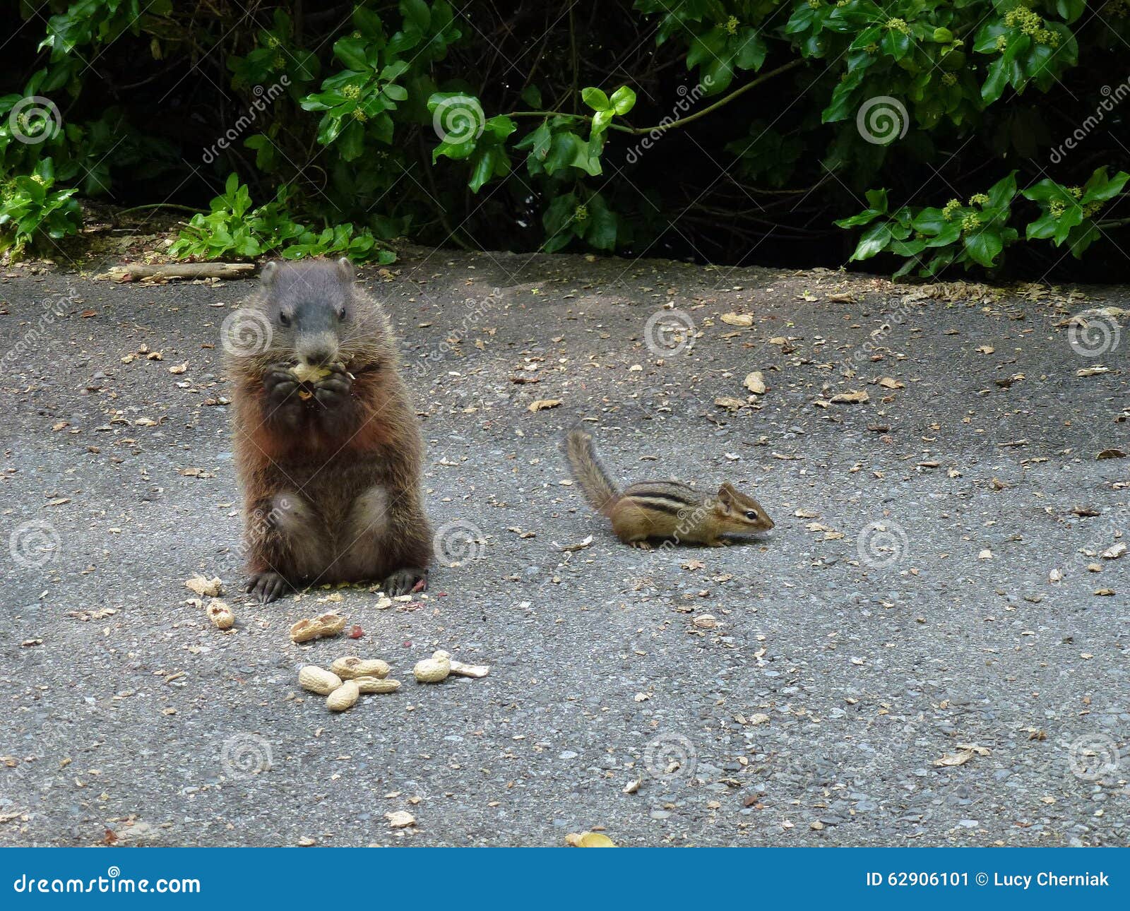 Gopher and Shipmunk stock image. Image of outdoot, flora - 62906101