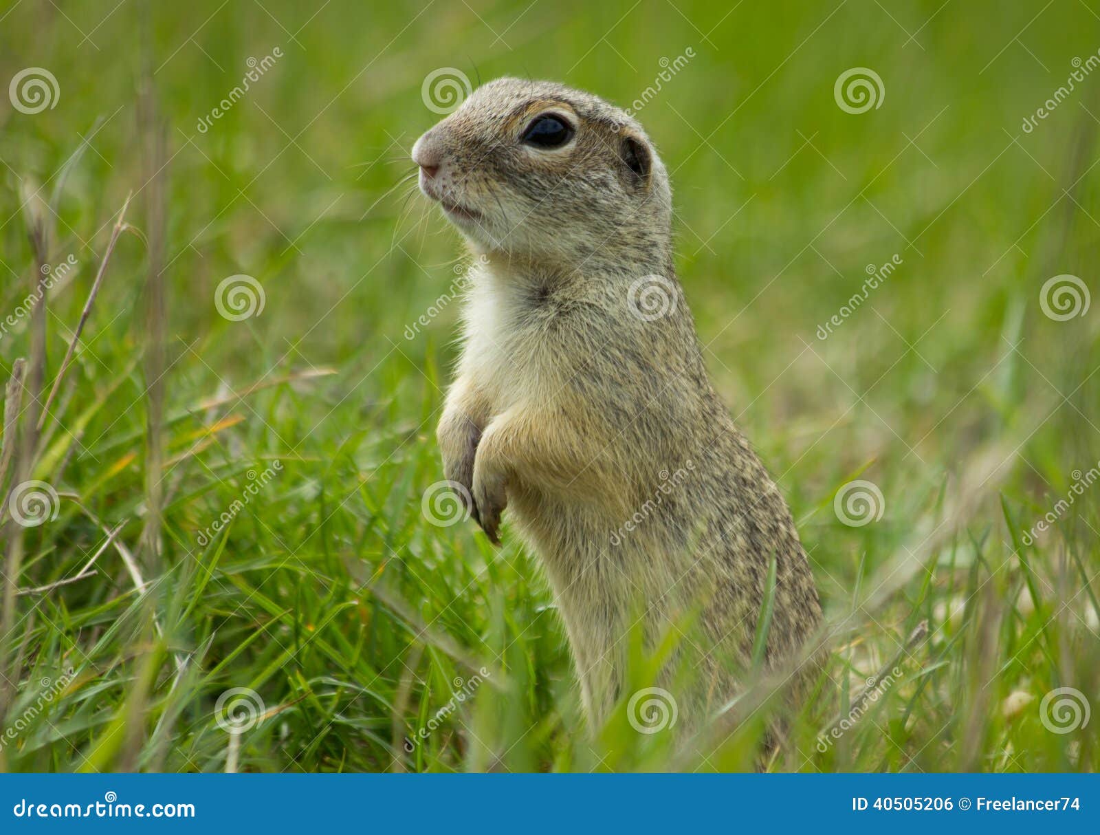Gopher stock photo. Image of green, anxiety, nervousness - 40505206