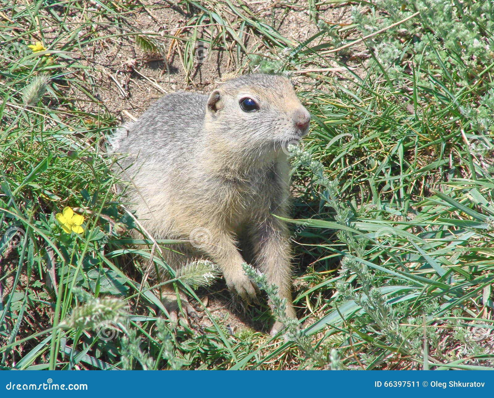 The Gopher Sits on the Earth among a Grass and Looks Afar Stock Image ...