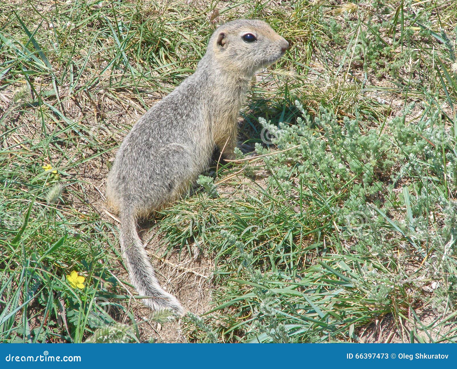 The Gopher Sits among a Grass and Looks Afar Stock Image - Image of ...