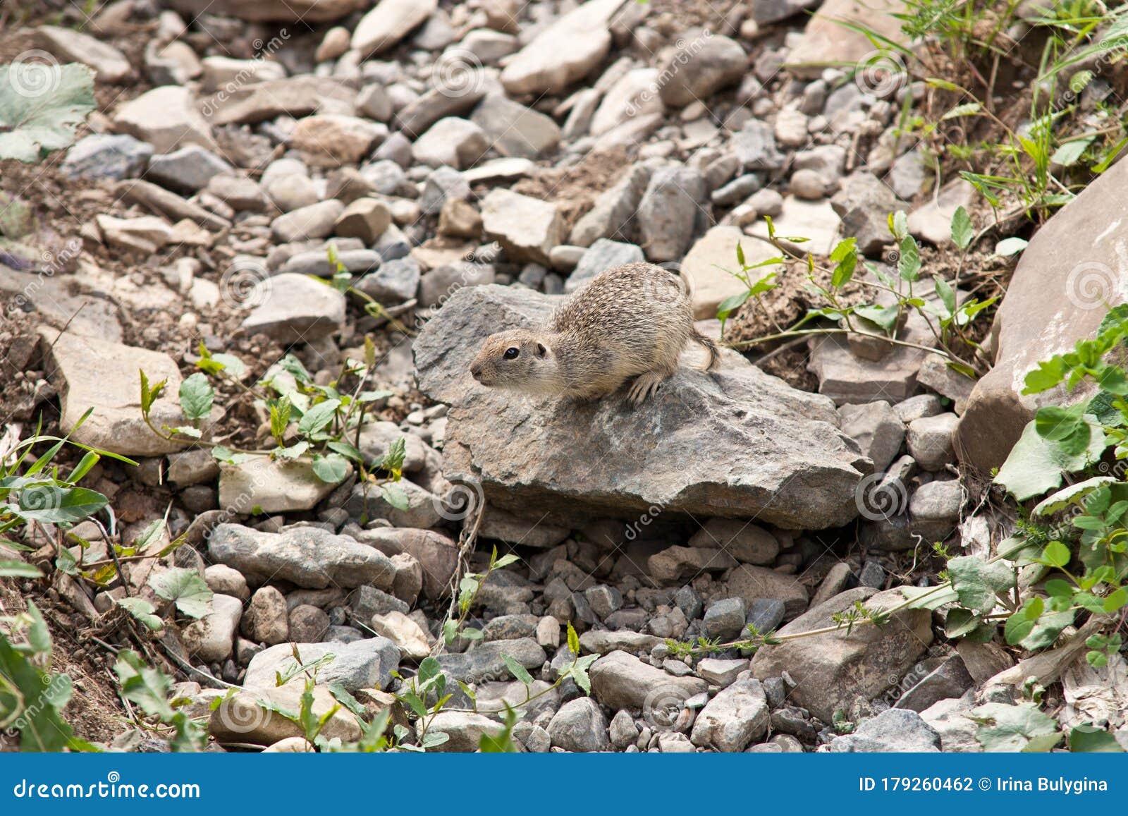 Gopher Sits on a Large Stone Stock Photo - Image of flora, summer ...