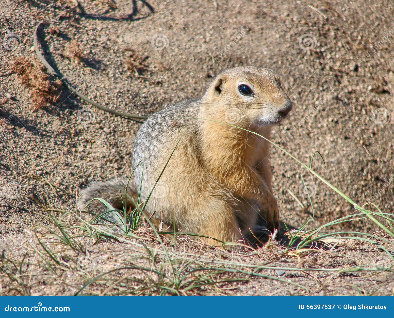 The Gopher Sits on Sand and Looks Forward Stock Image - Image of ground ...