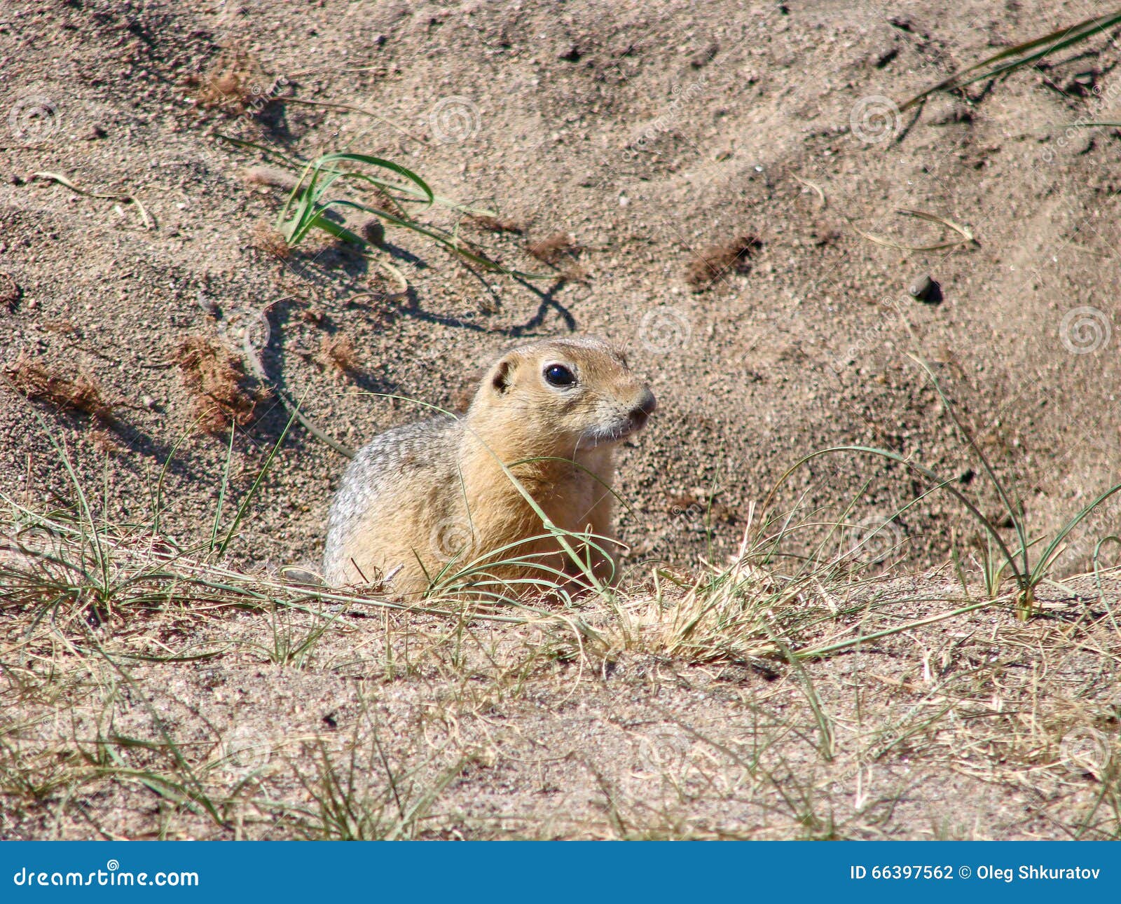 The Gopher Sits on Sand and Looks Forward Stock Photo - Image of ...