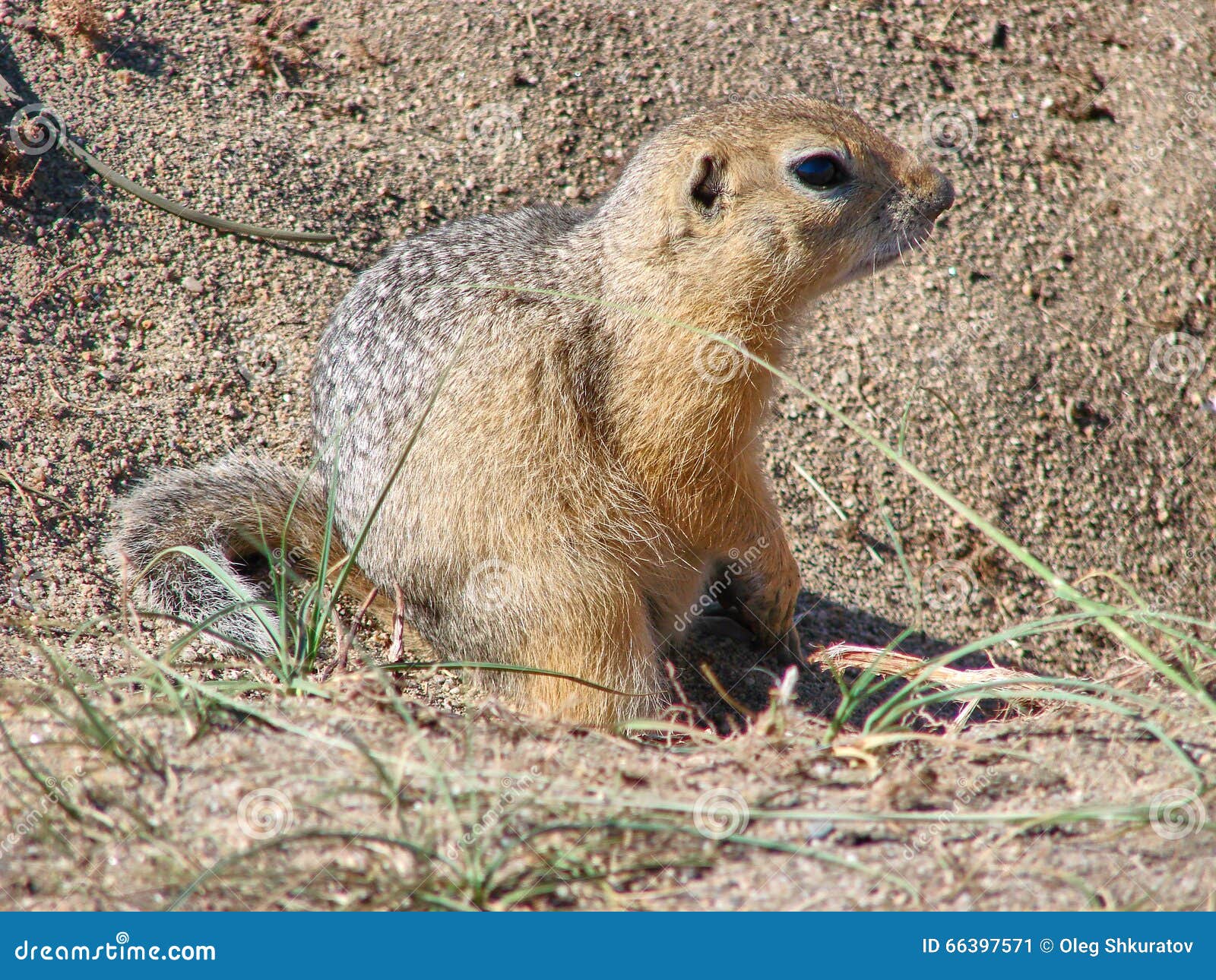 The Gopher Sits on Sand and Looks Forward Stock Image - Image of sand ...