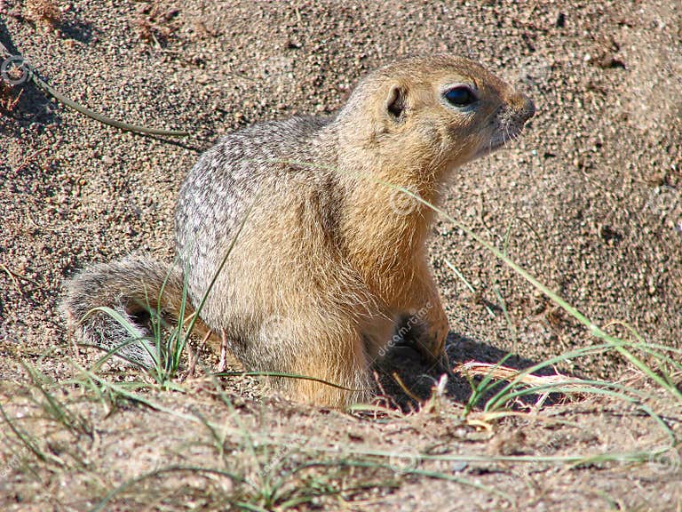 The Gopher Sits on Sand and Looks Forward Stock Image - Image of sand ...