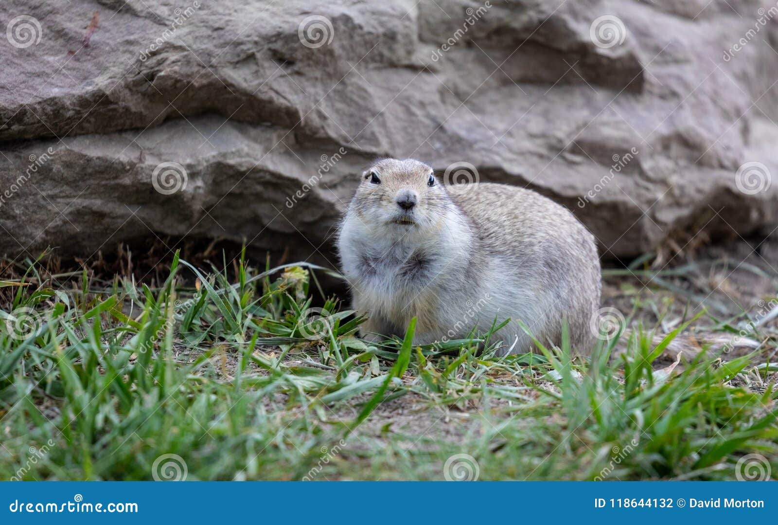 Gopher Sitting Alert and Looking Around Stock Photo - Image of eating ...