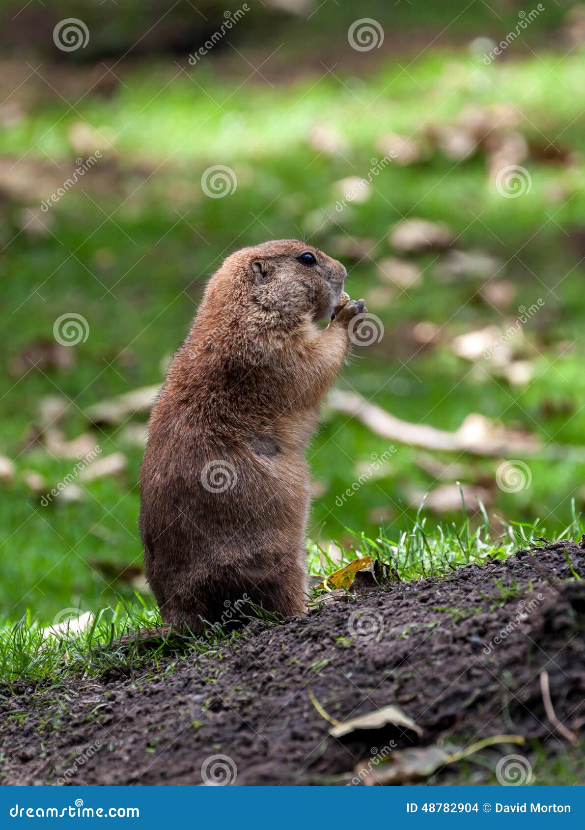 Gopher Sitting Alert and Looking Around Stock Photo - Image of danger ...