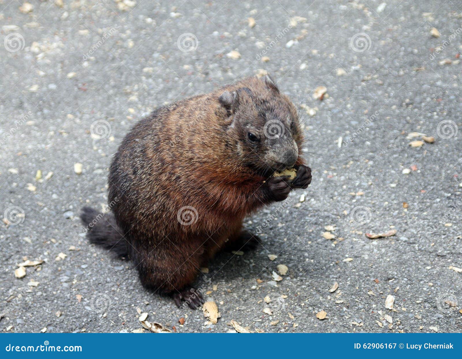 Gopher stock image. Image of wildlife, nature, food, mammal - 62906167