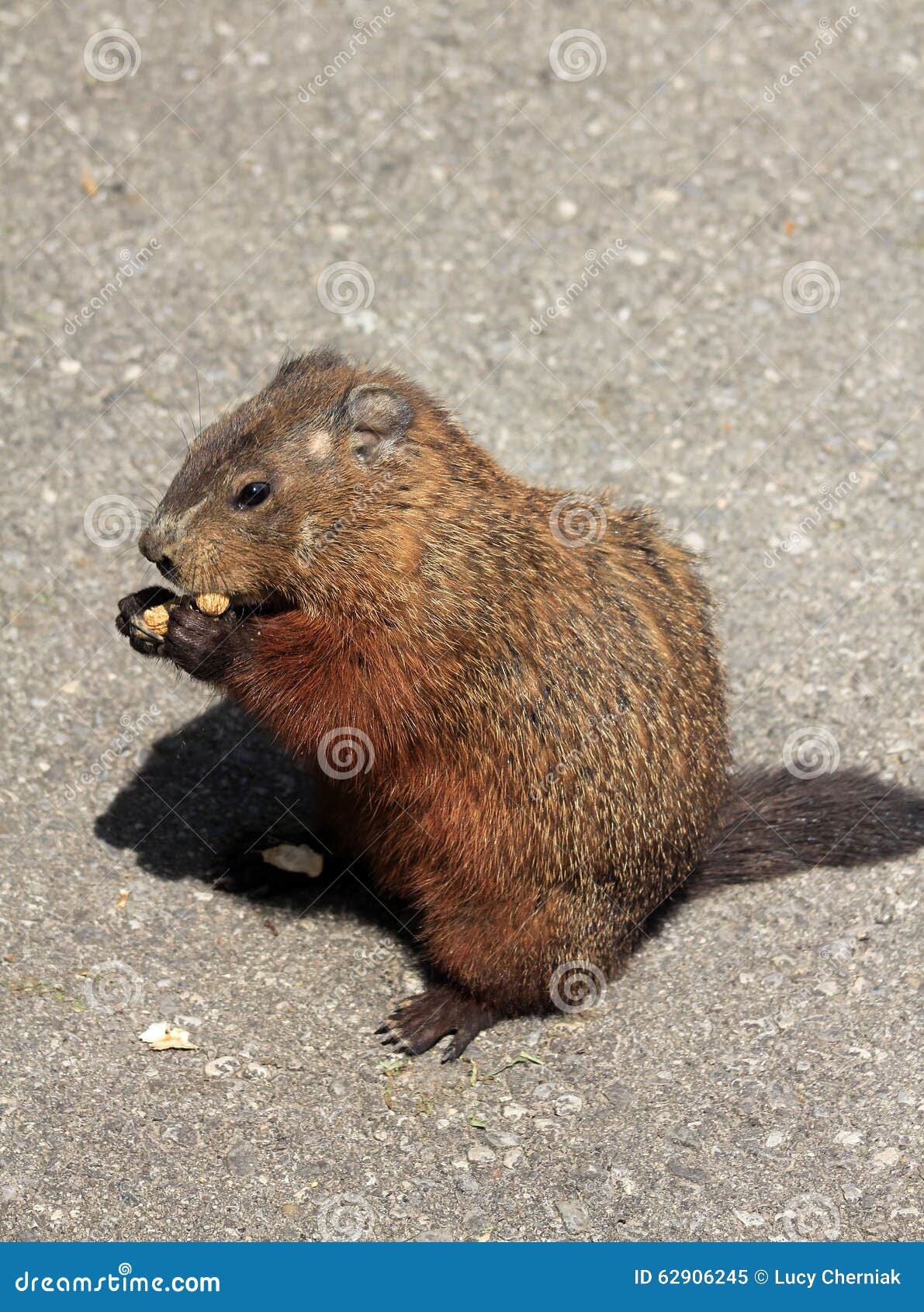 Gopher stock image. Image of beaver, fauna, gopher, mammal - 62906245