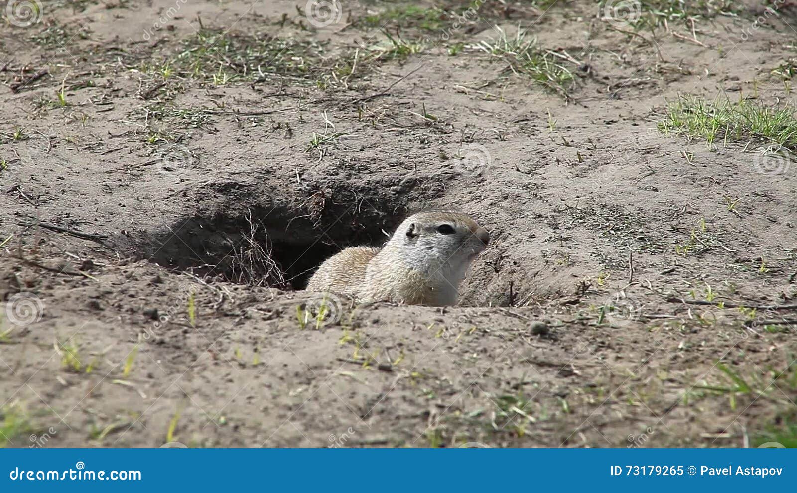 Gopher sitting in a hole stock video. Video of small - 73179265